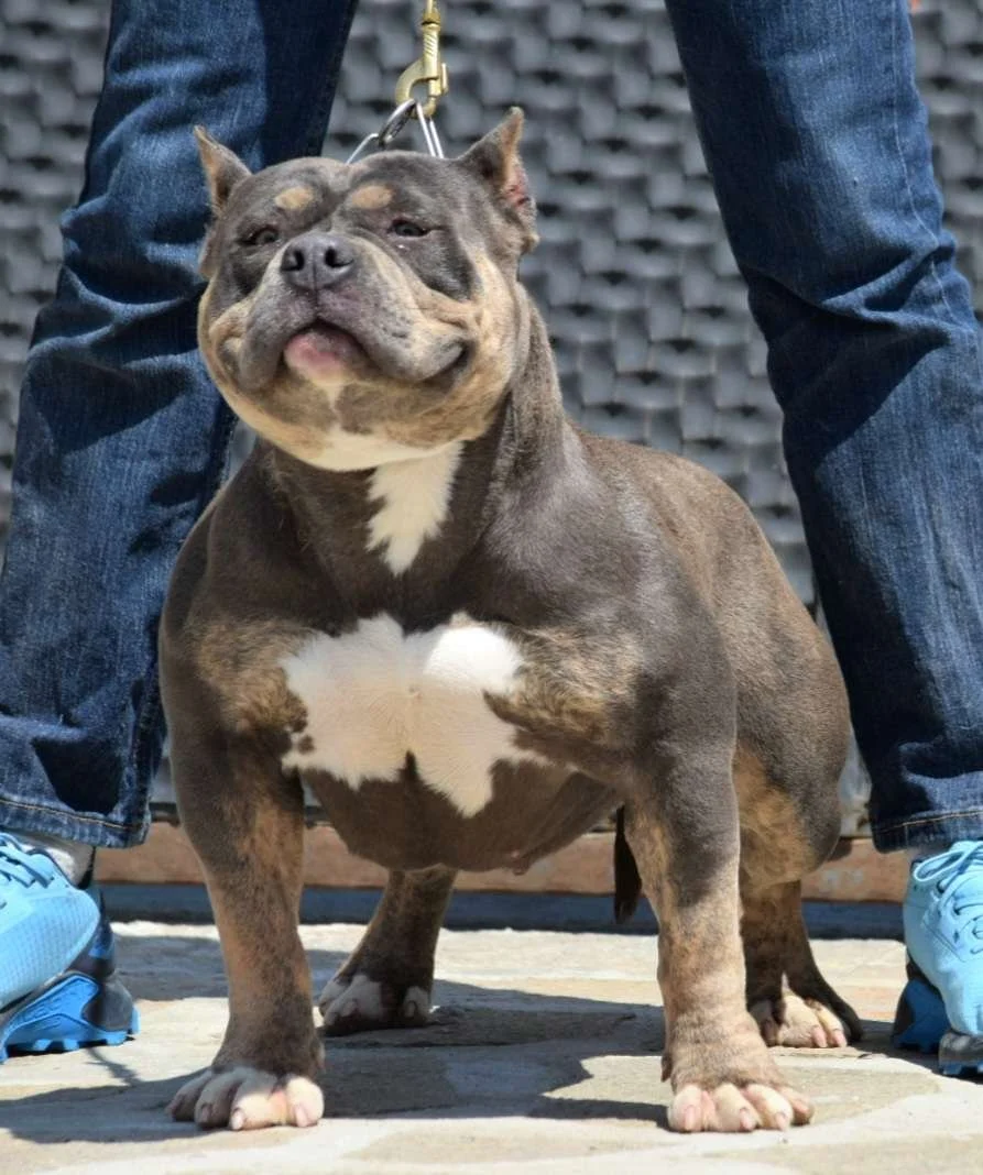 Body Line Bullies Olympia — BodyLineBullies