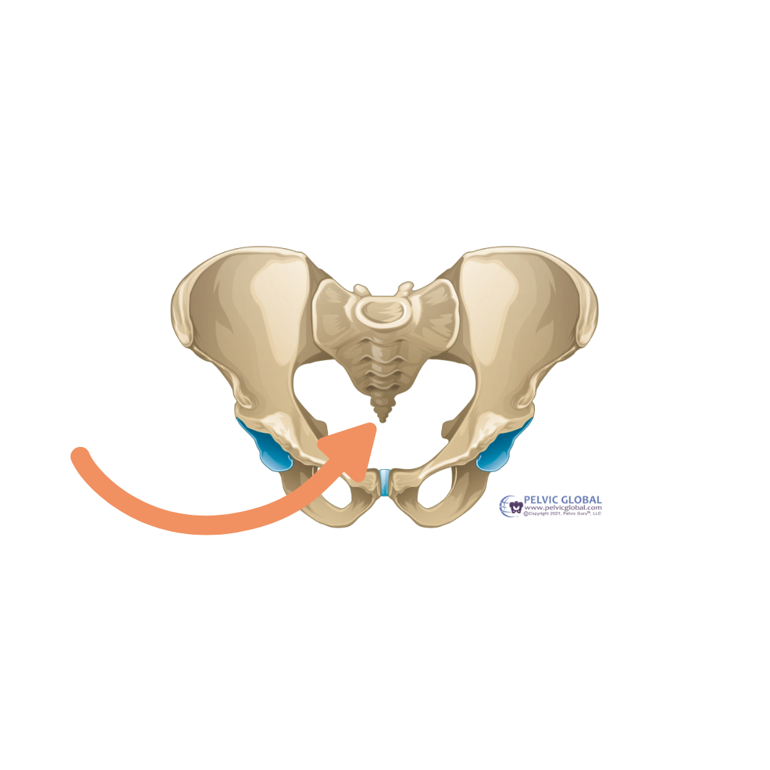 Pelvic floor and tailbone pain﻿ — Durham Pelvic