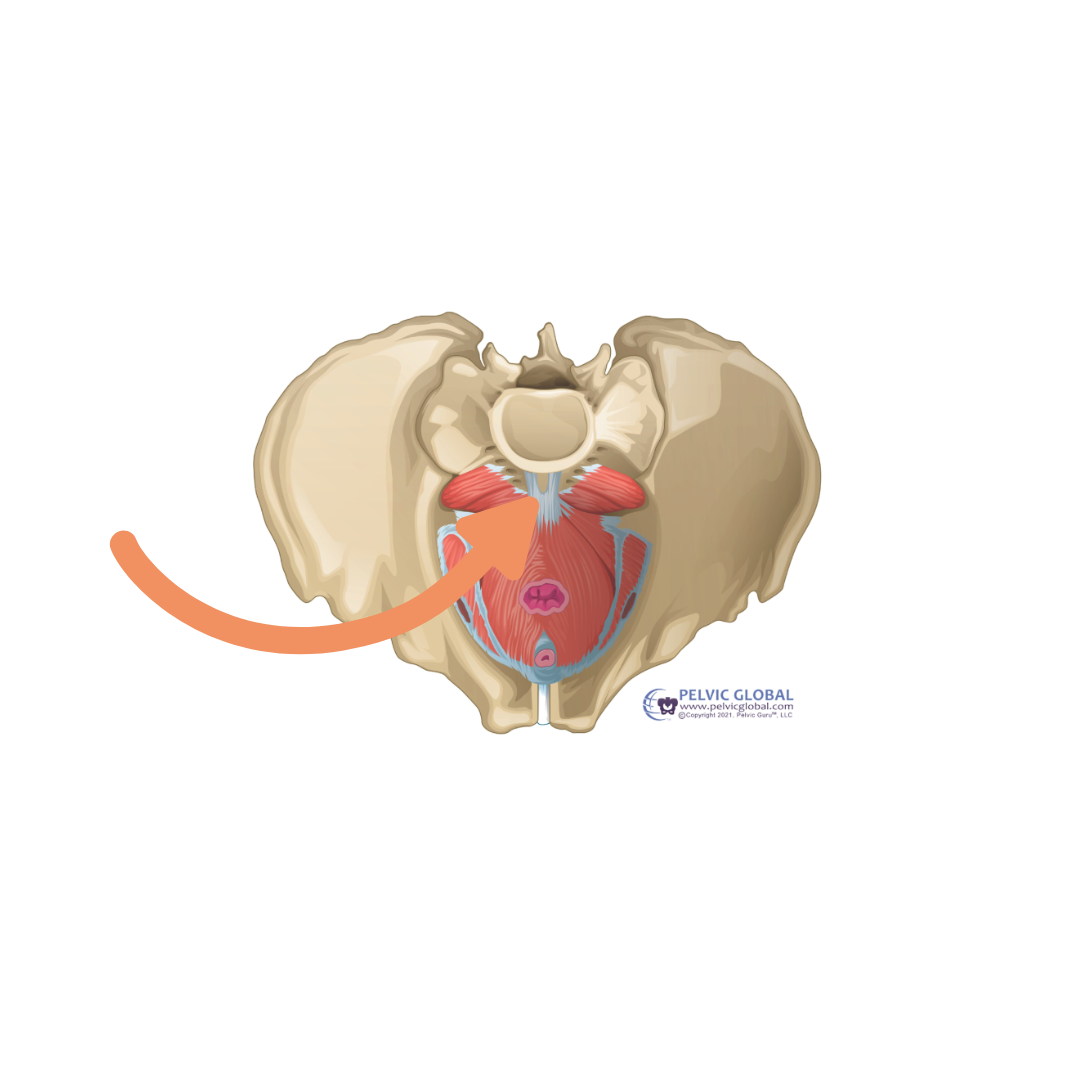 Pelvic floor and tailbone pain﻿ — Durham Pelvic