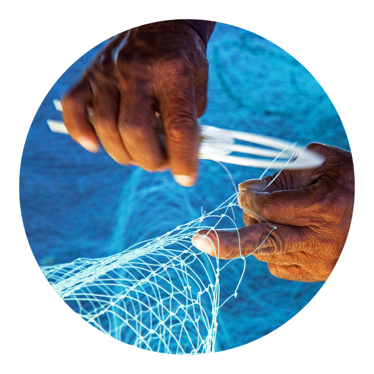 The Wild Lens Collective