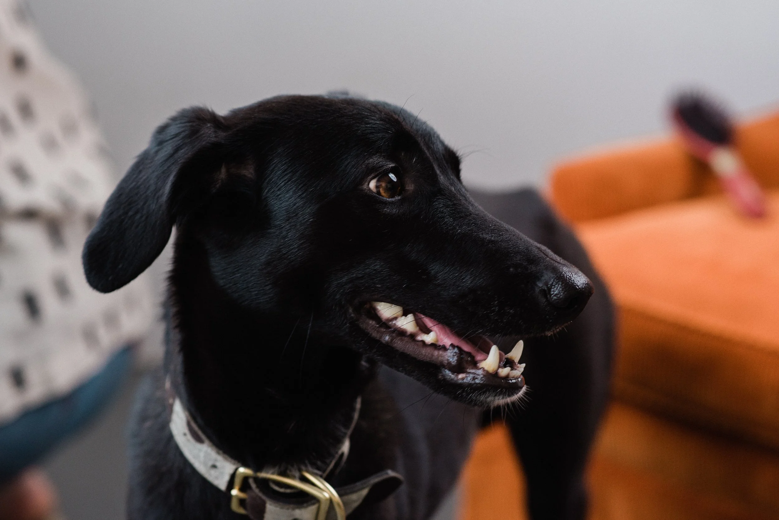 About — Anna Mackay