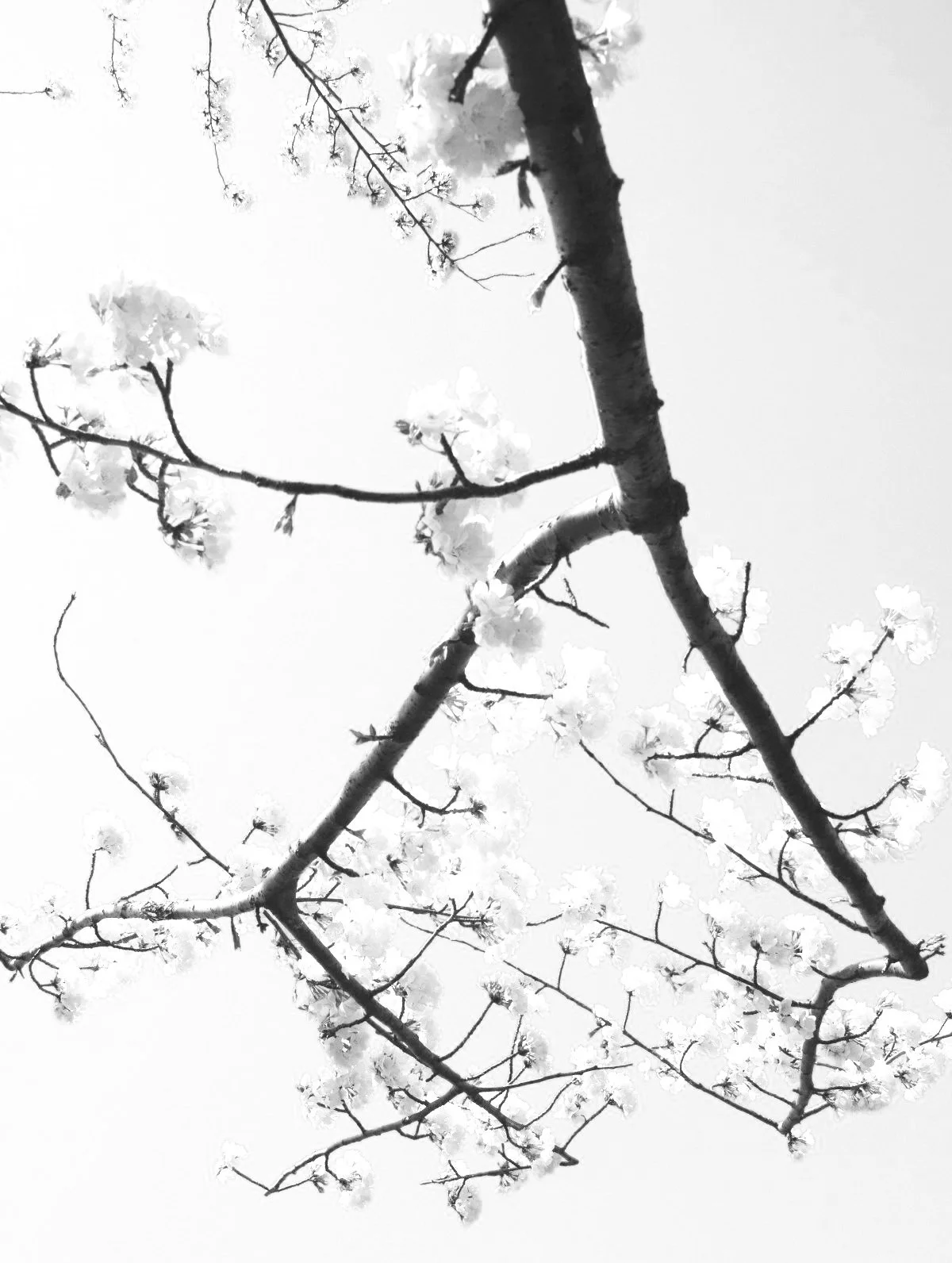 Patrice Amandla Sulton