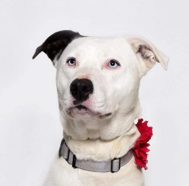 Santa Barbara County Animal Care Foundation