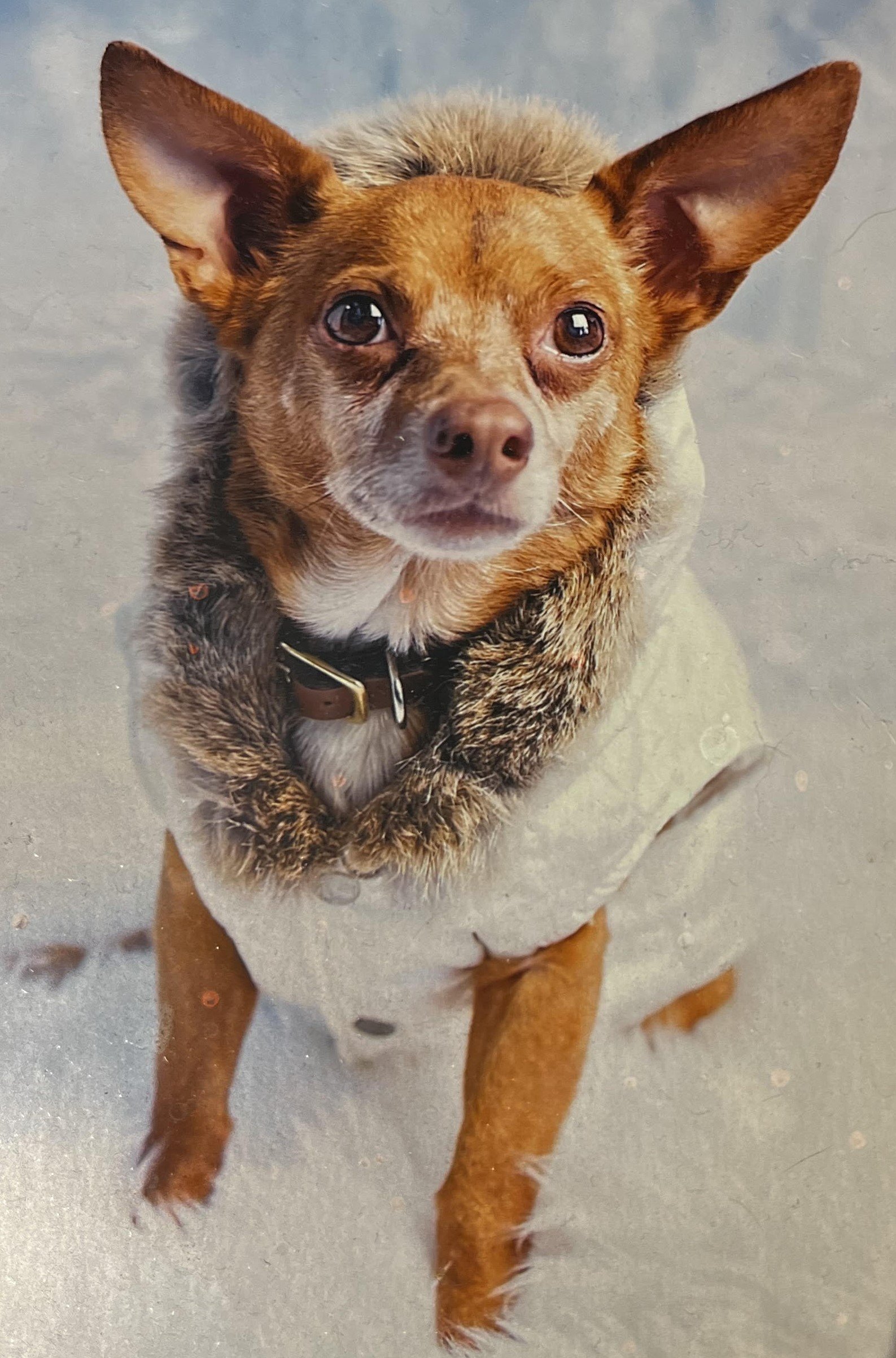 Santa Barbara County Animal Care Foundation