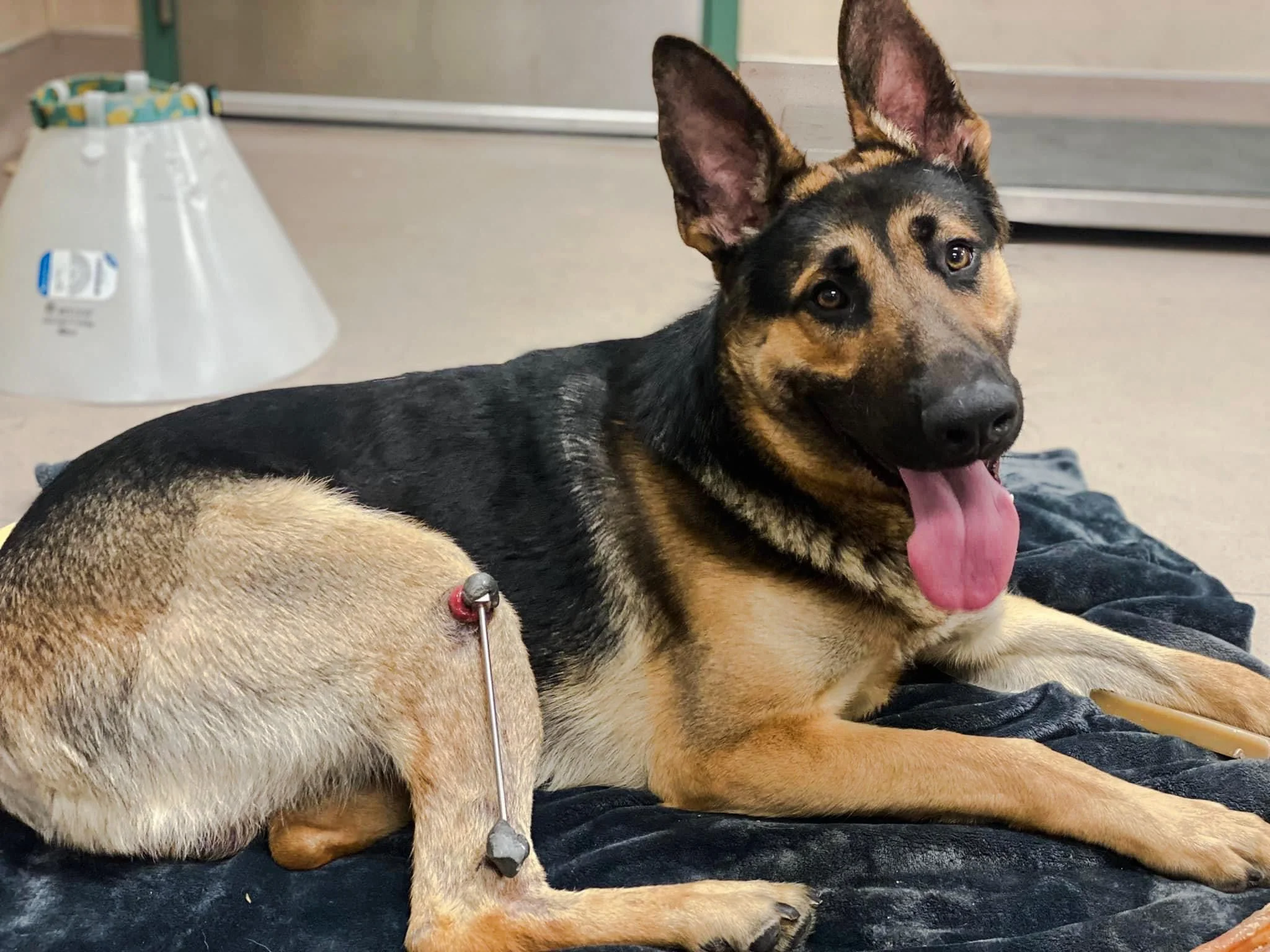 Santa Barbara County Animal Care Foundation