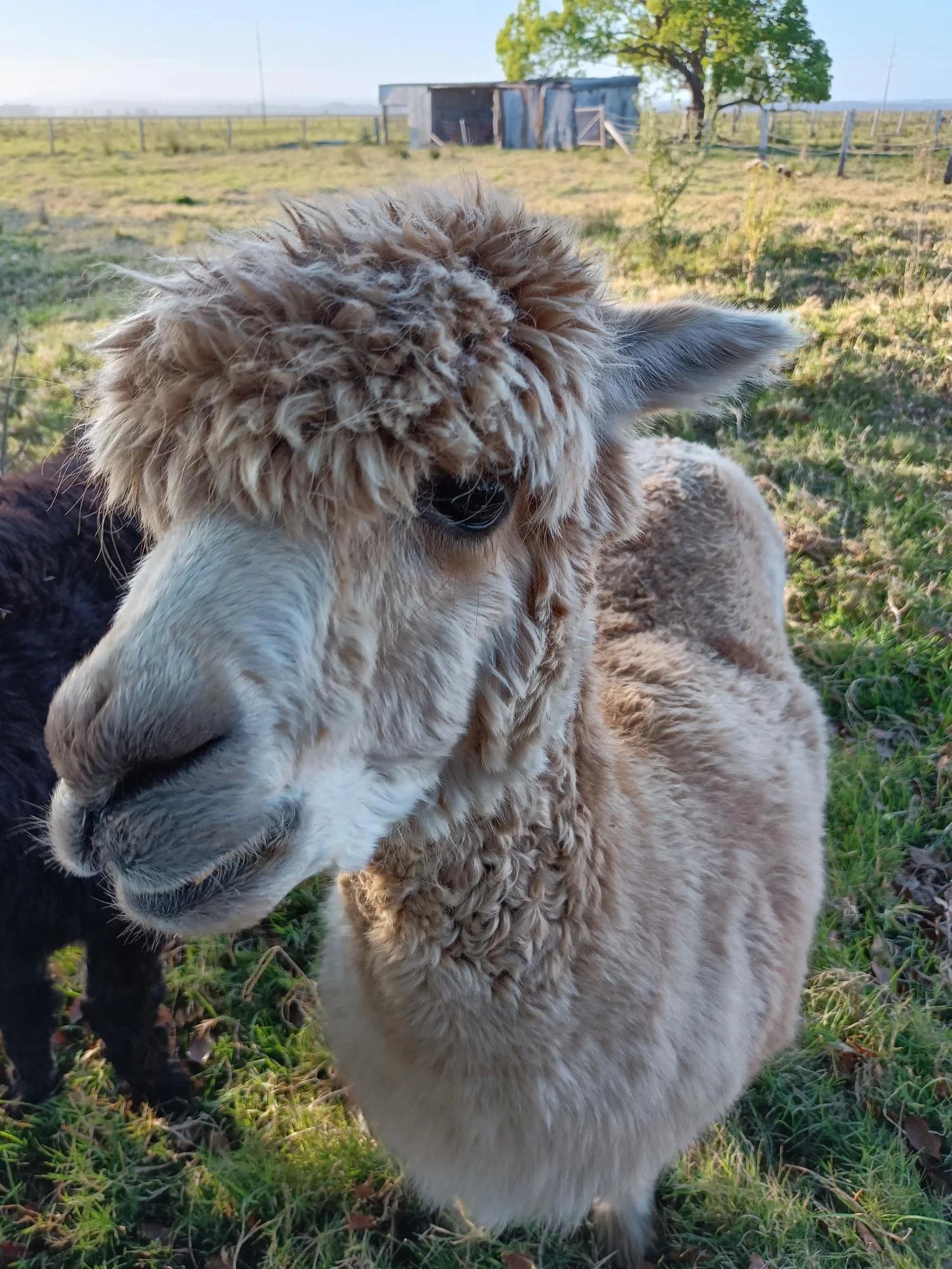 Macleay Valley Farm