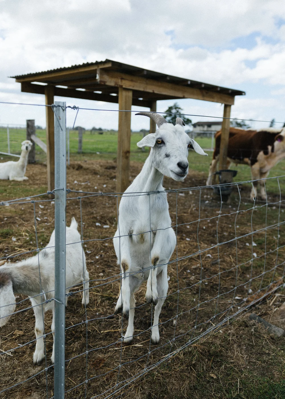 Macleay Valley Farm