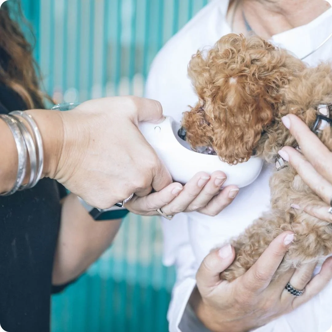 Ruby Veterinary Urgent Care - Walk-In and Same-Day Pet Care