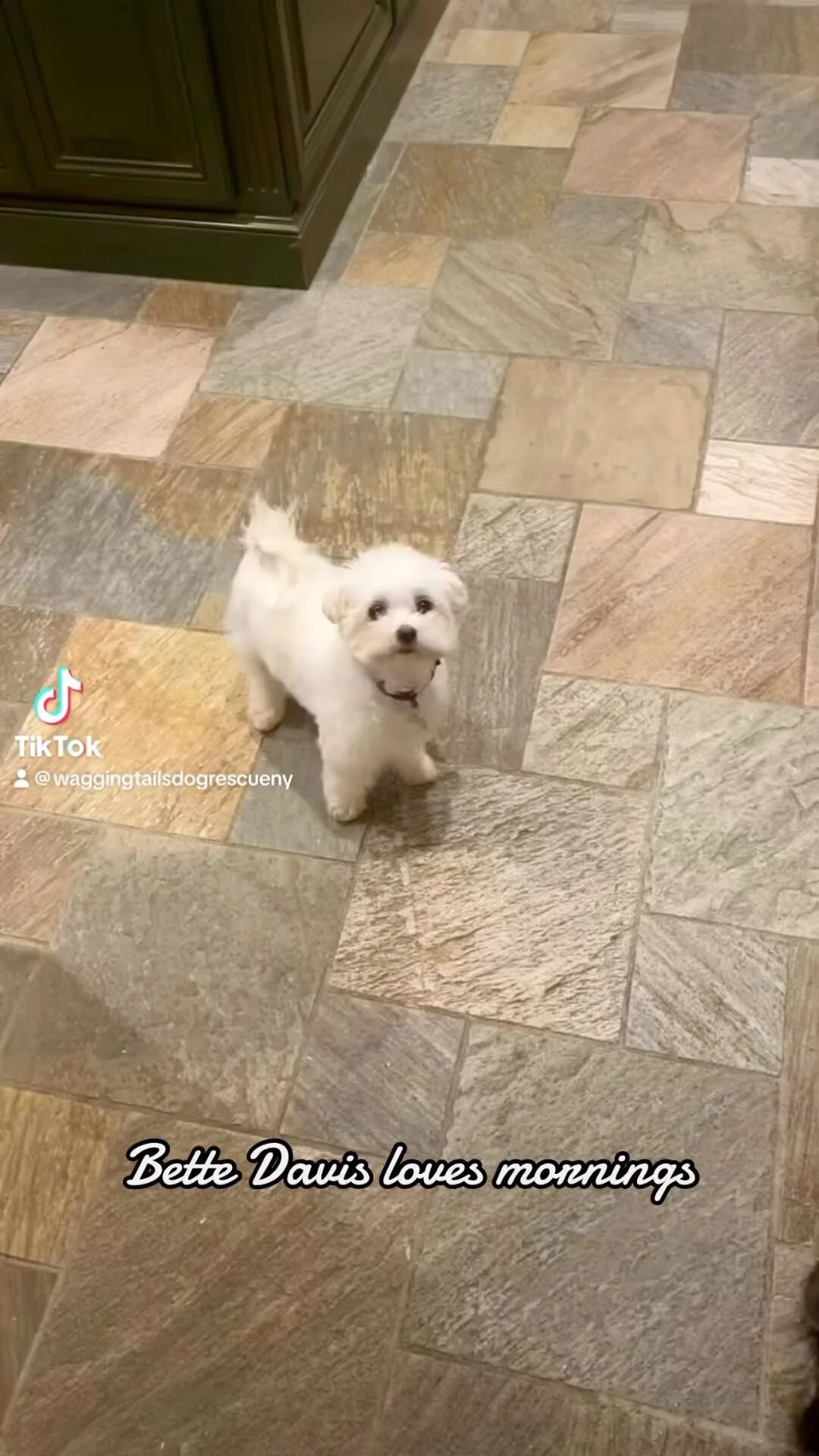 Wagging Tails Dog Rescue NY