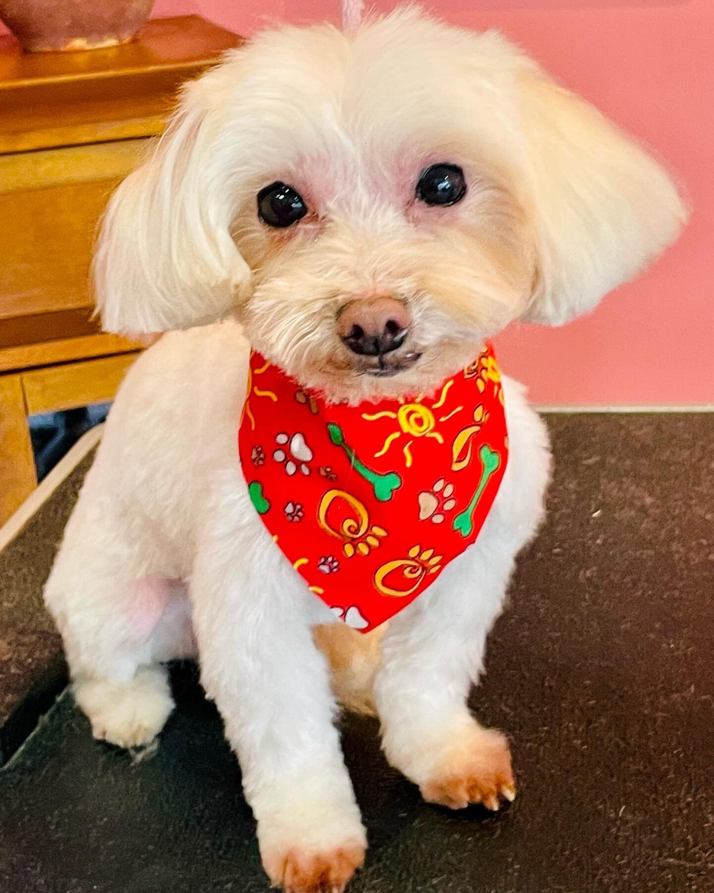 Wagging Tails Dog Rescue NY