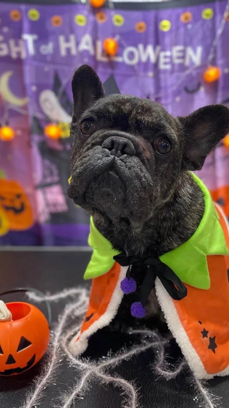 Wagging Tails Dog Rescue NY