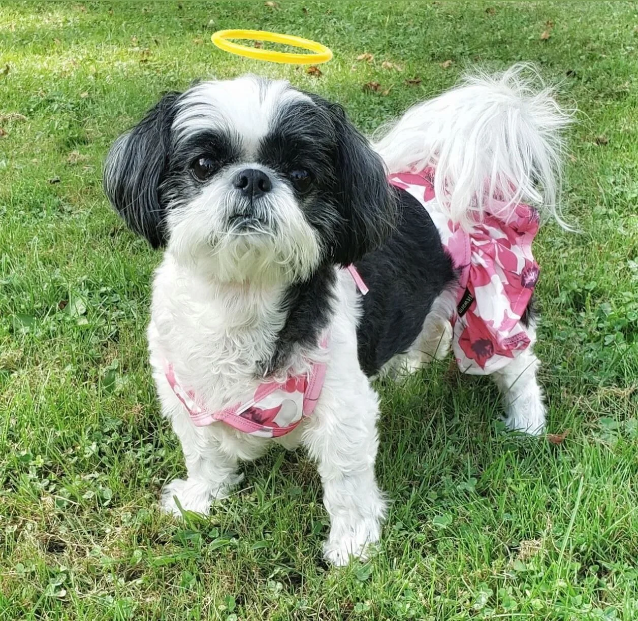 Wagging Tails Dog Rescue NY