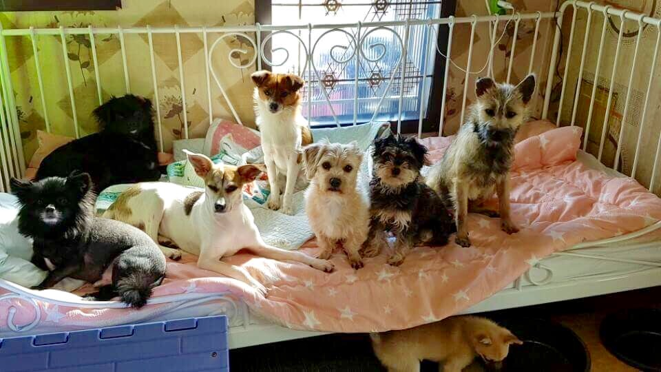 Wagging Tails Dog Rescue NY