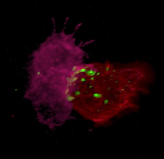 Research — Kersten Lab