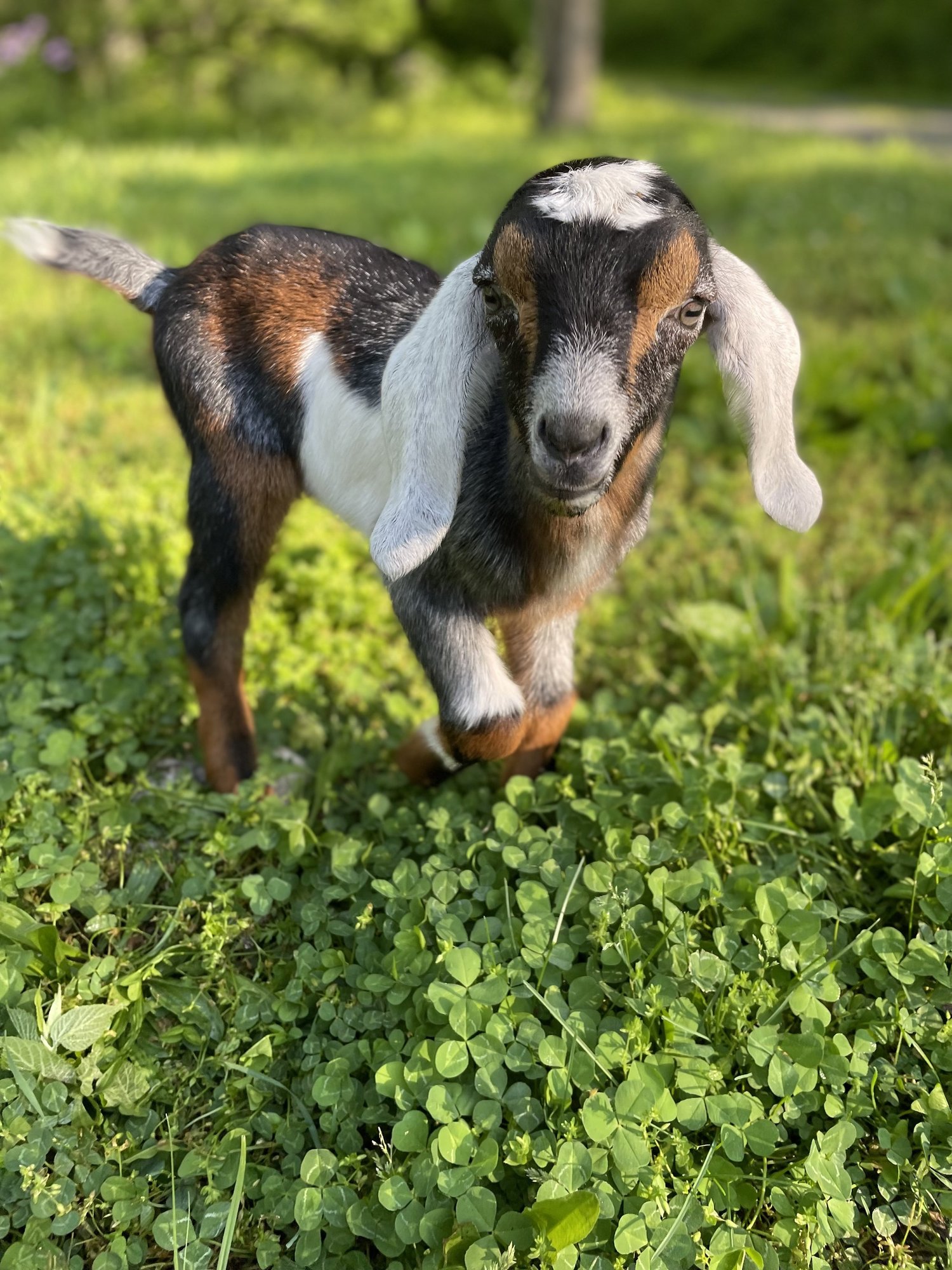 Shop — Barking Goat Farm