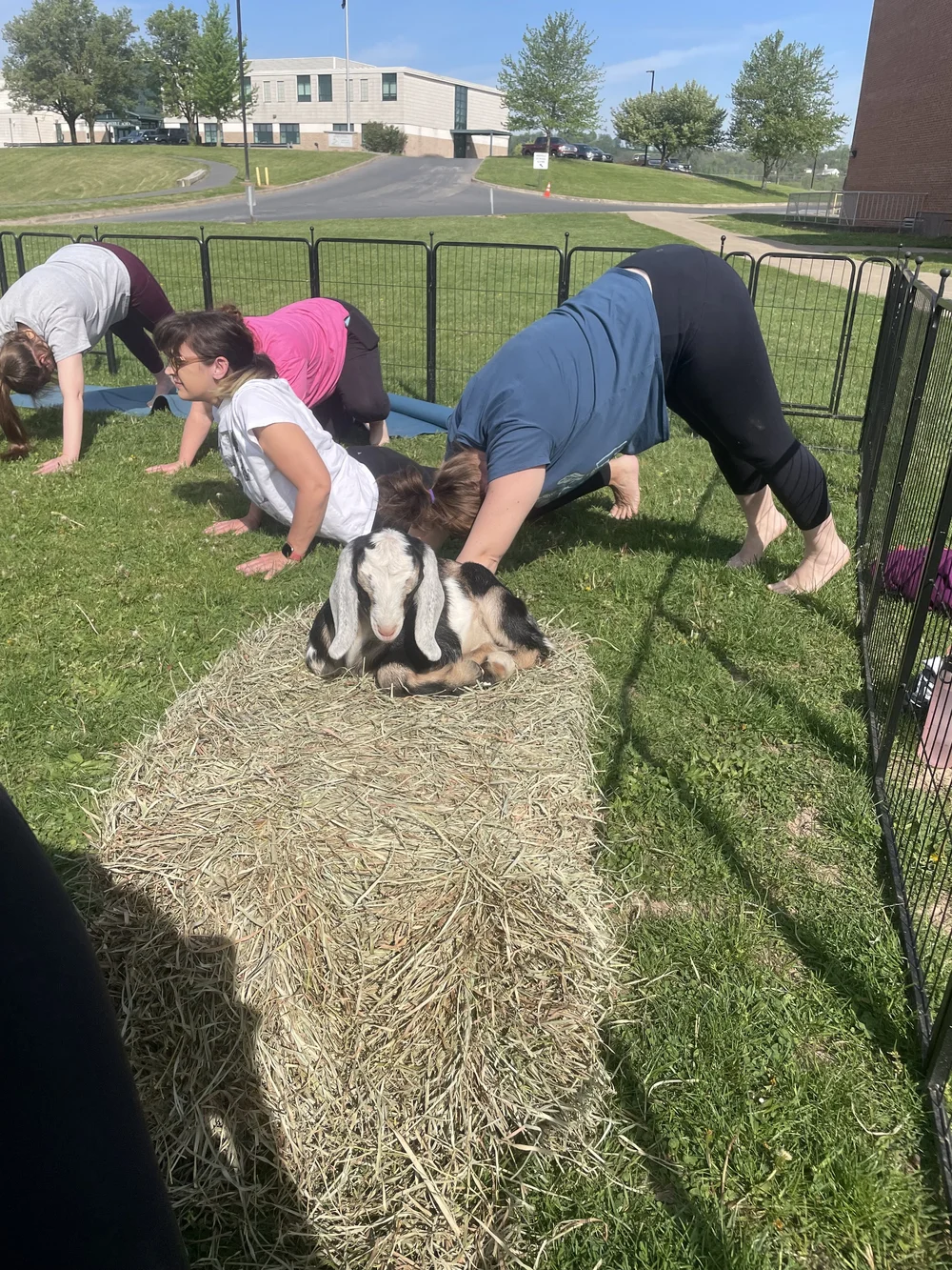 Shop — Barking Goat Farm