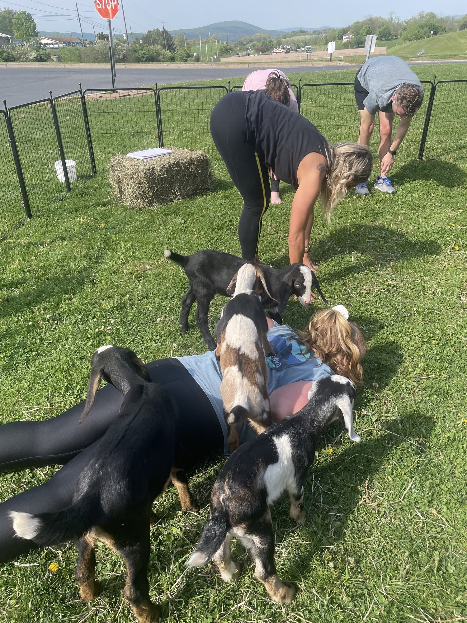 Shop — Barking Goat Farm