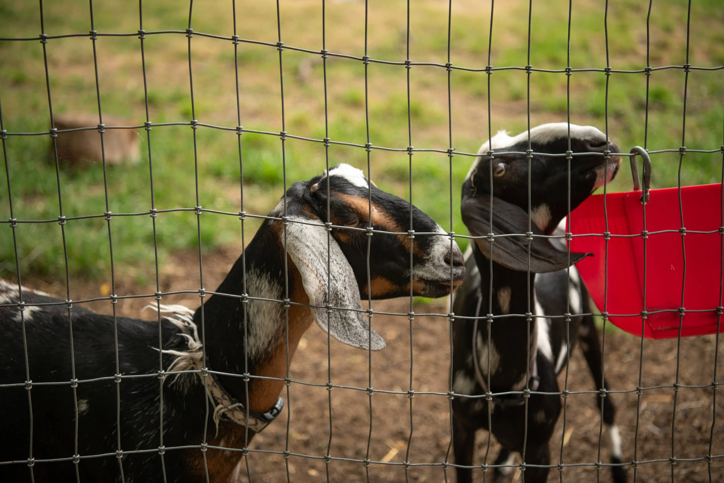 Barking Goat Farm