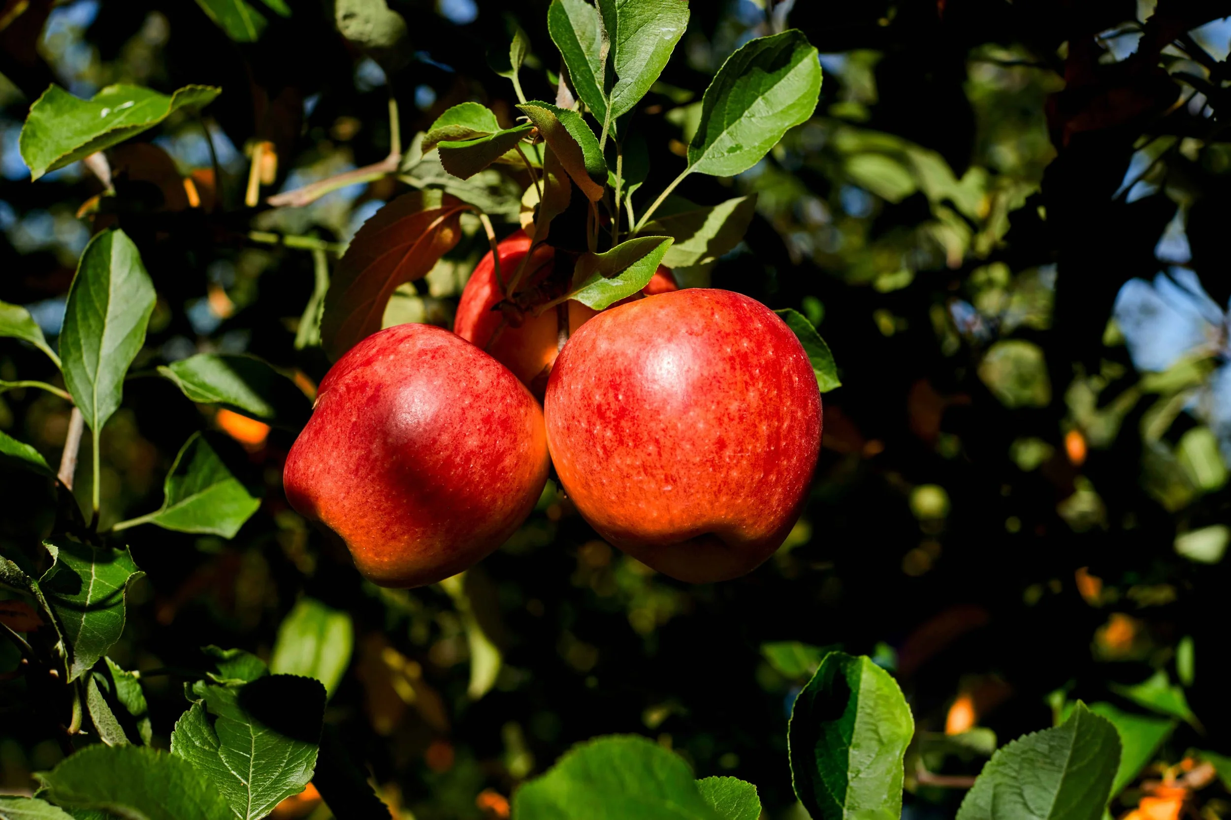 Koru Apple – A True New Zealand Legend