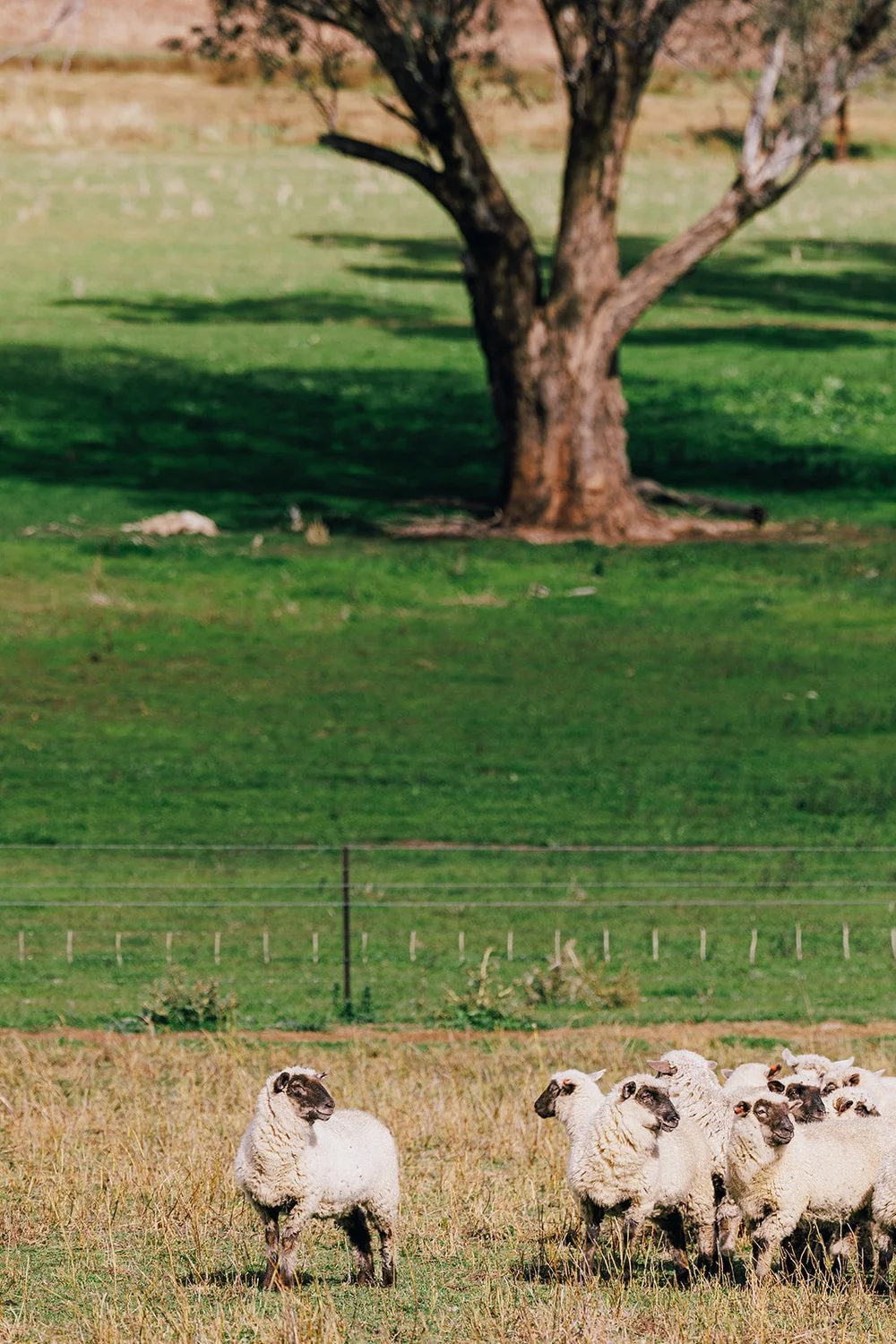 Clover Valley Meat Company Australia®