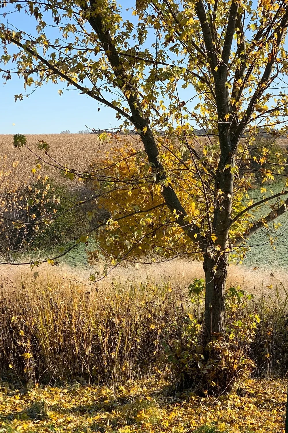 Cynthia La Morgese, MD