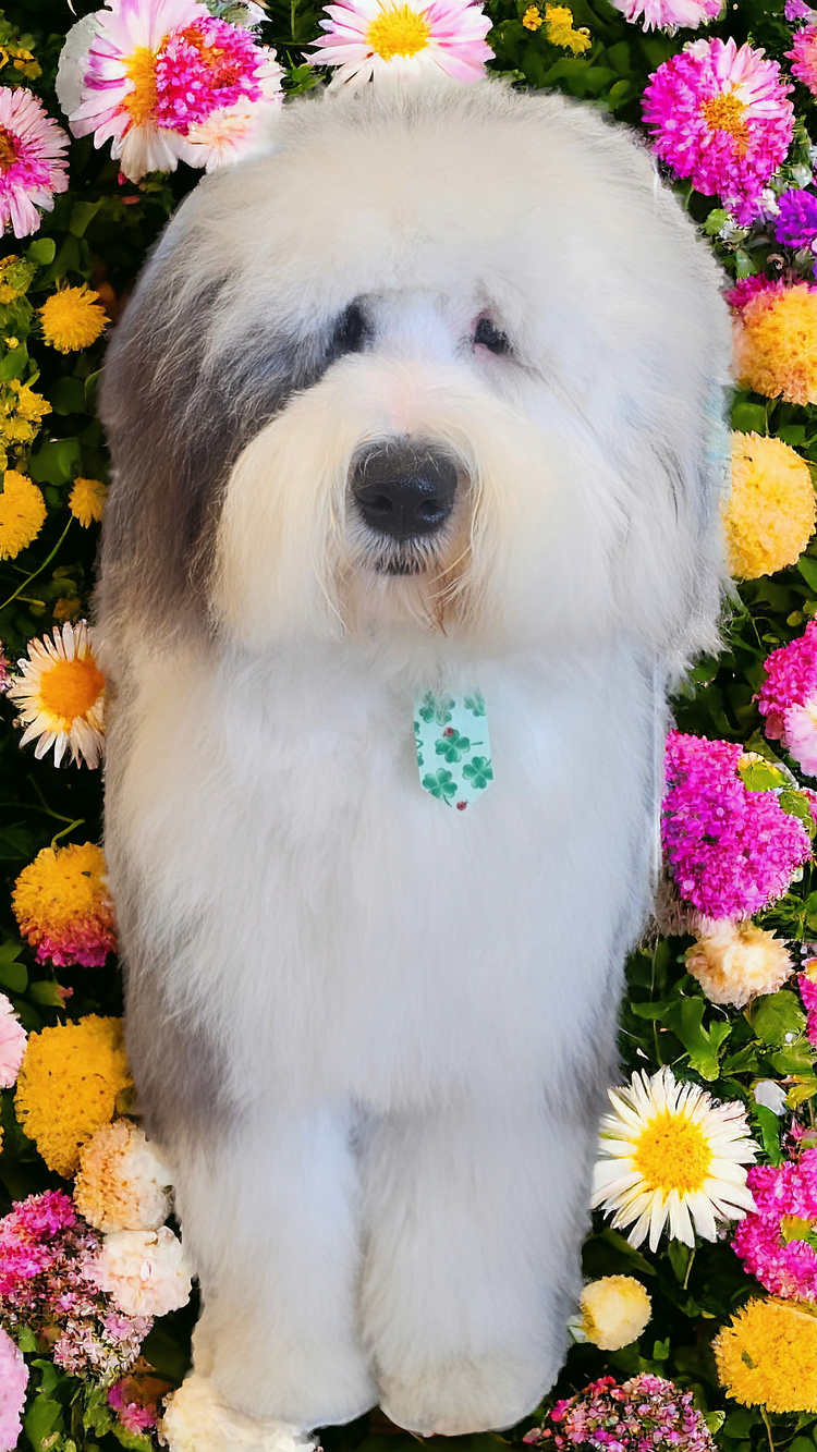Yankee Doodle Dog Spa | Book Your Pet Grooming Now