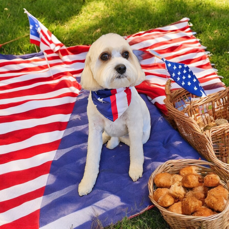 Yankee Doodle Dog Spa | Book Your Pet Grooming Now
