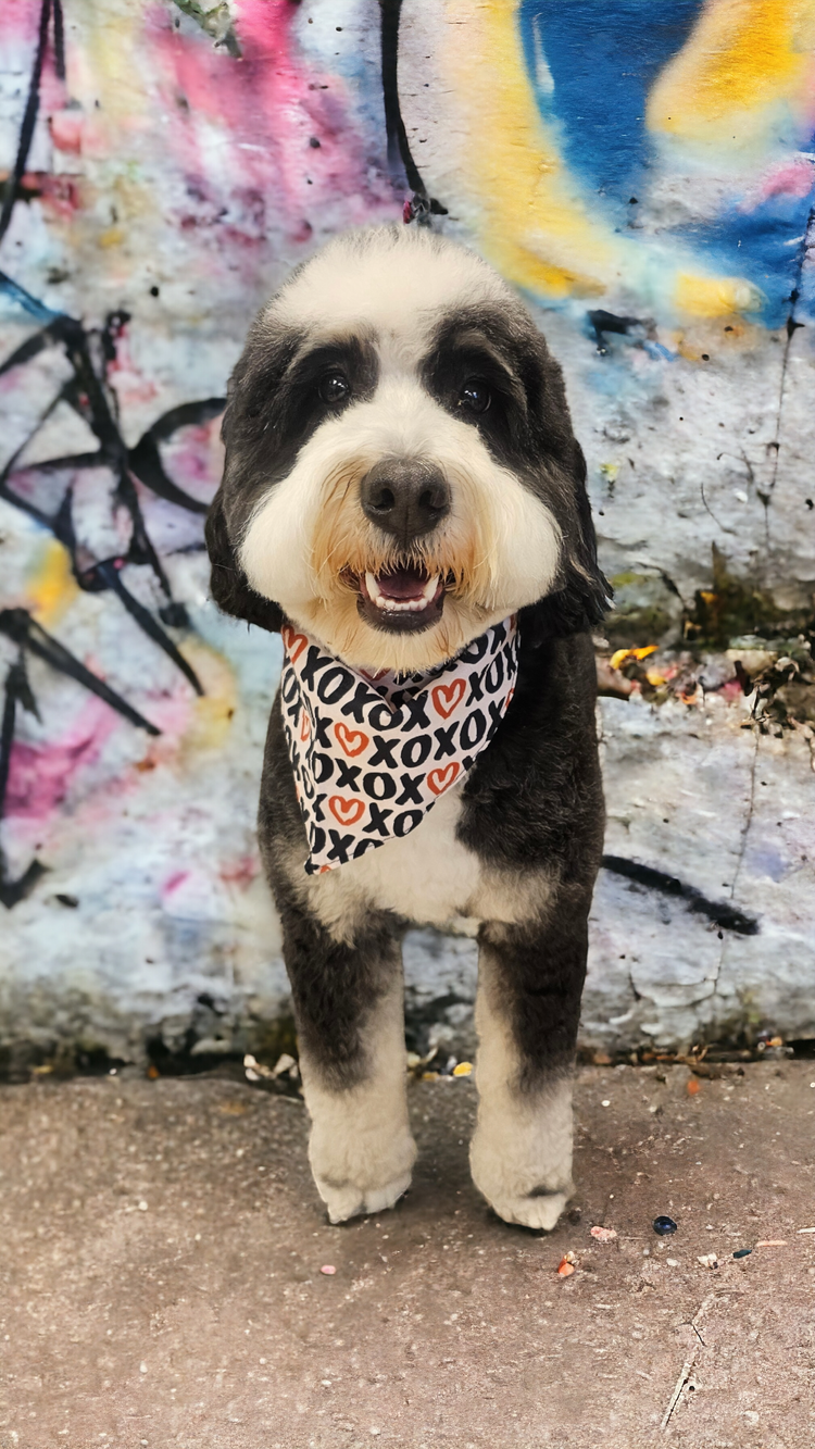Yankee Doodle Dog Spa | Book Your Pet Grooming Now