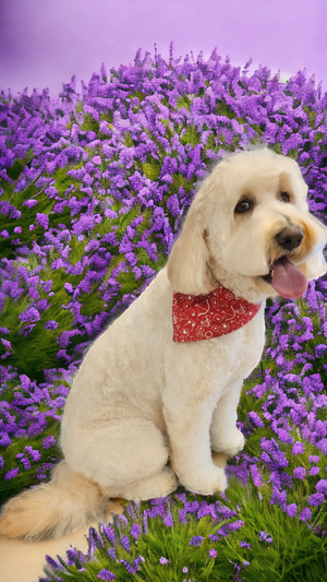 Yankee Doodle Dog Spa | Book Your Pet Grooming Now