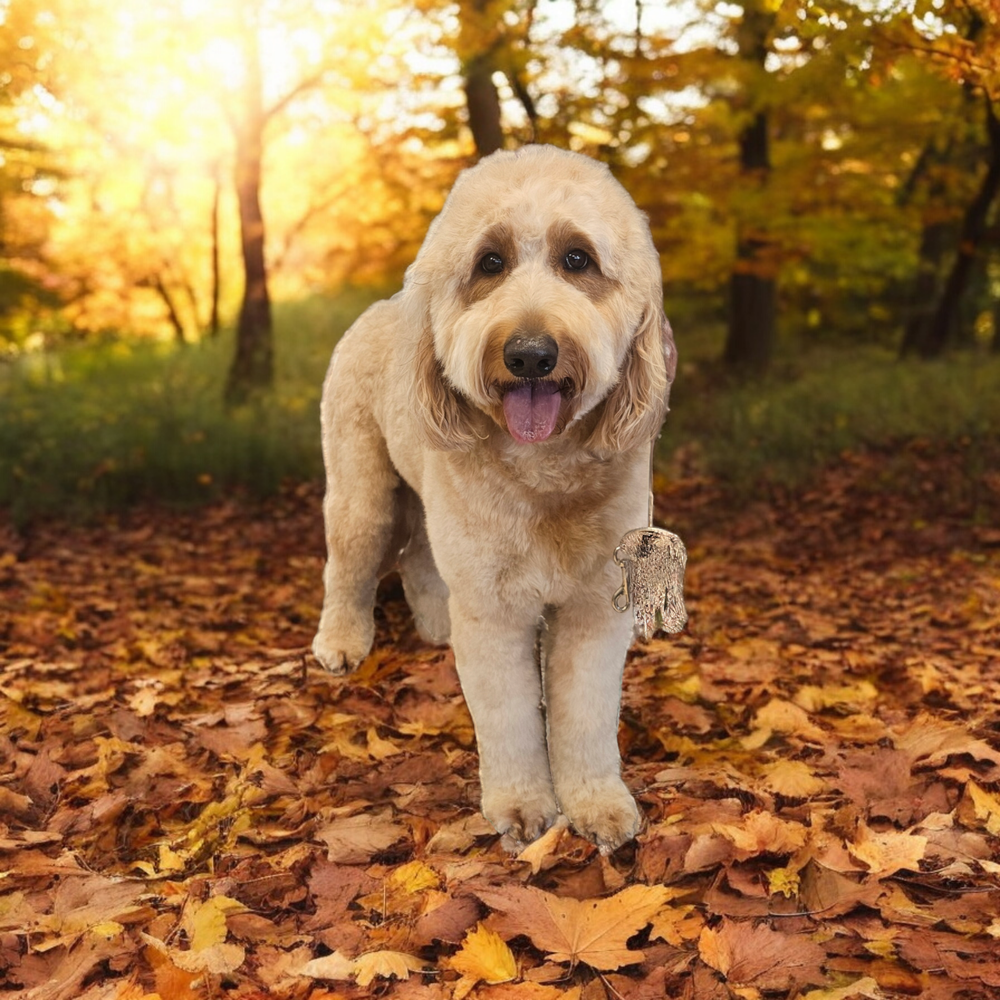 Yankee Doodle Dog Spa | Book Your Pet Grooming Now