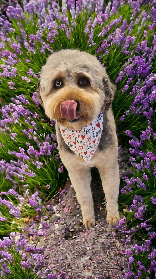 Yankee Doodle Dog Spa | Book Your Pet Grooming Now