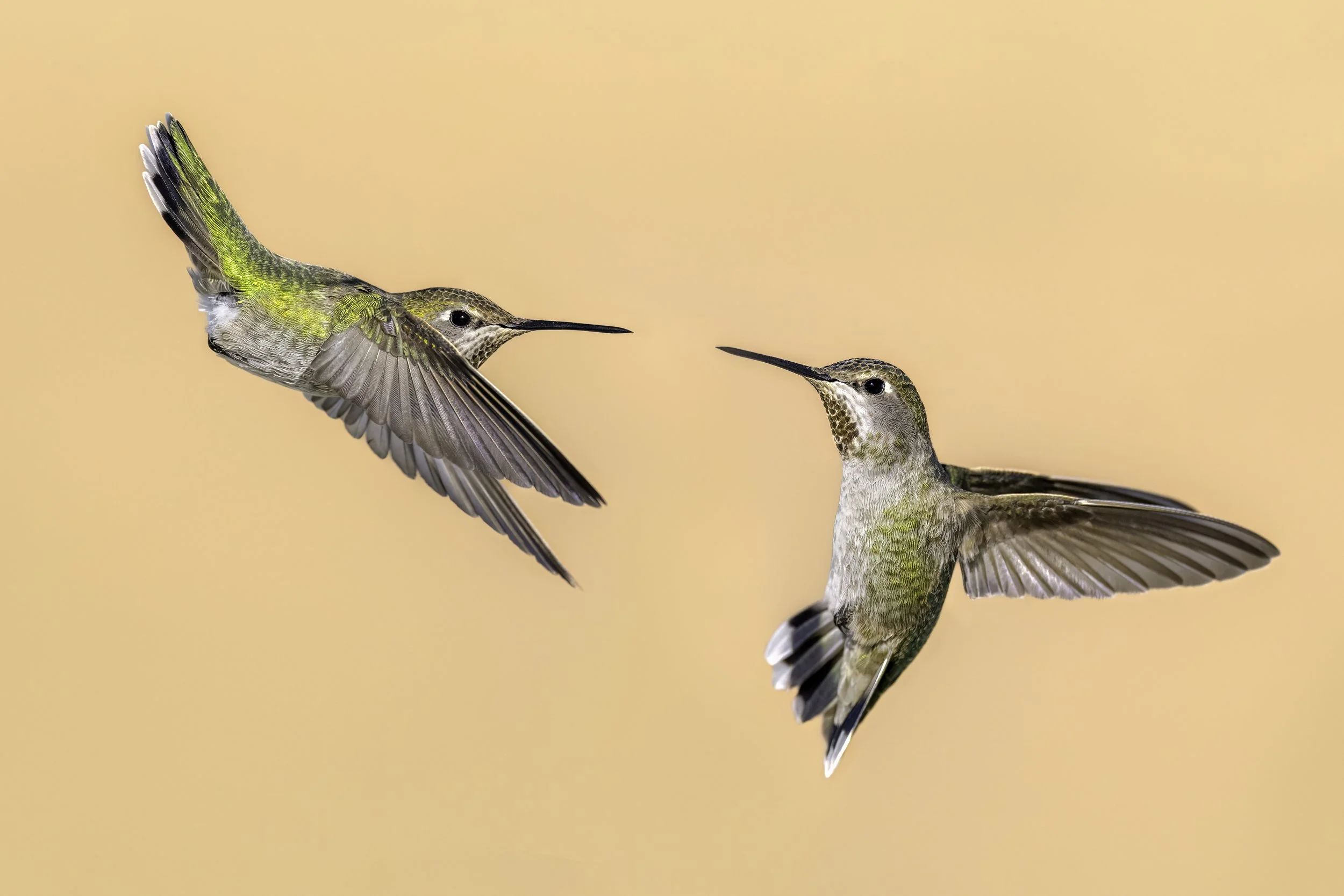 Isaac Grant, bird expert and locally recognized photographer showcases ...