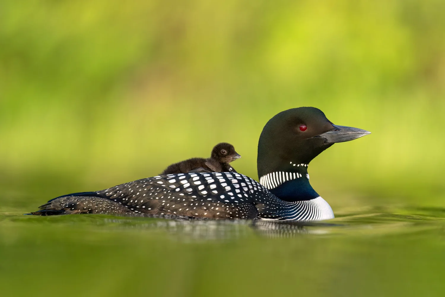 Lifelong birder and expert photography tour leader Isaac Grant offers ...