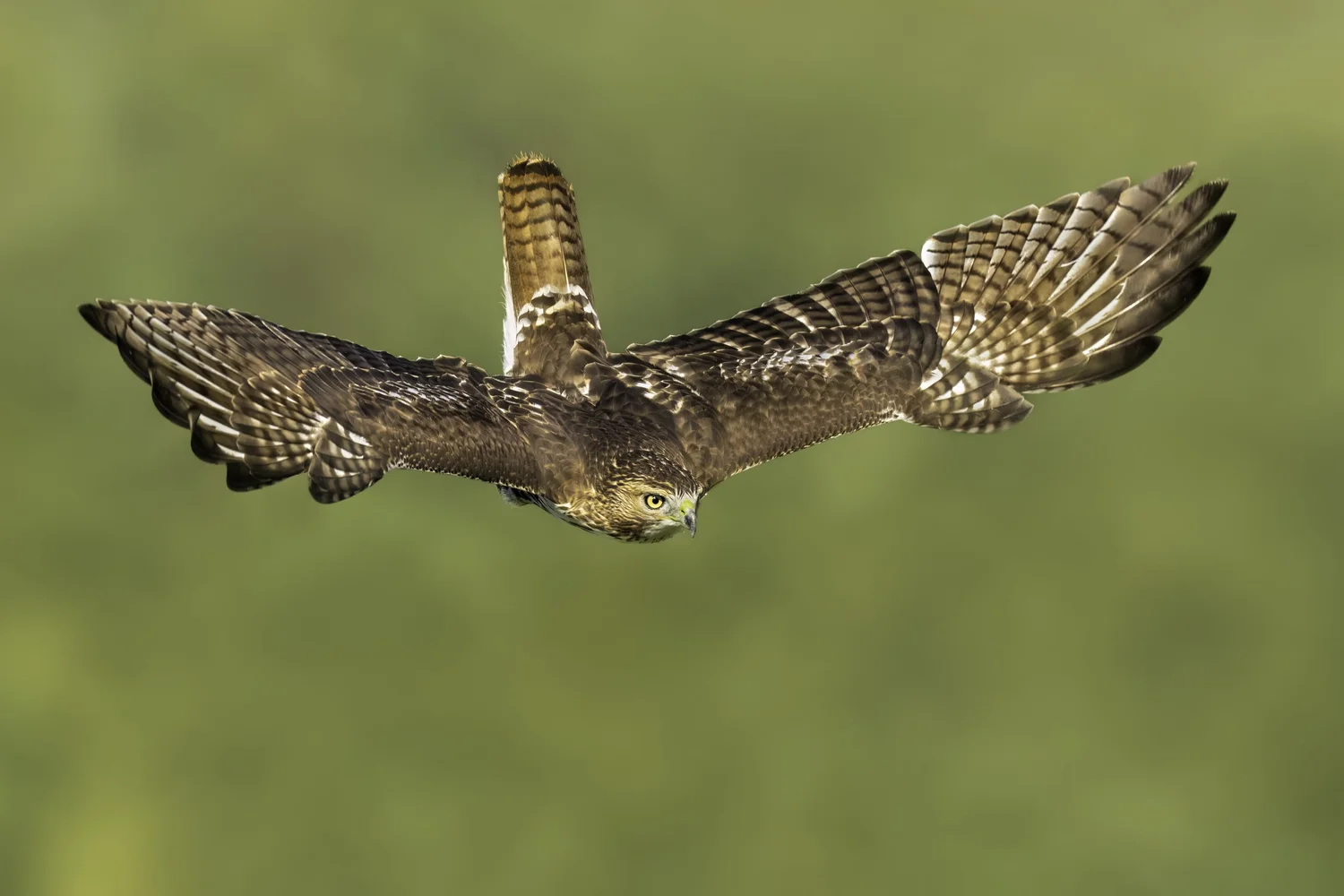 Isaac Grant Portfolio Flight — Isaac Grant Photography