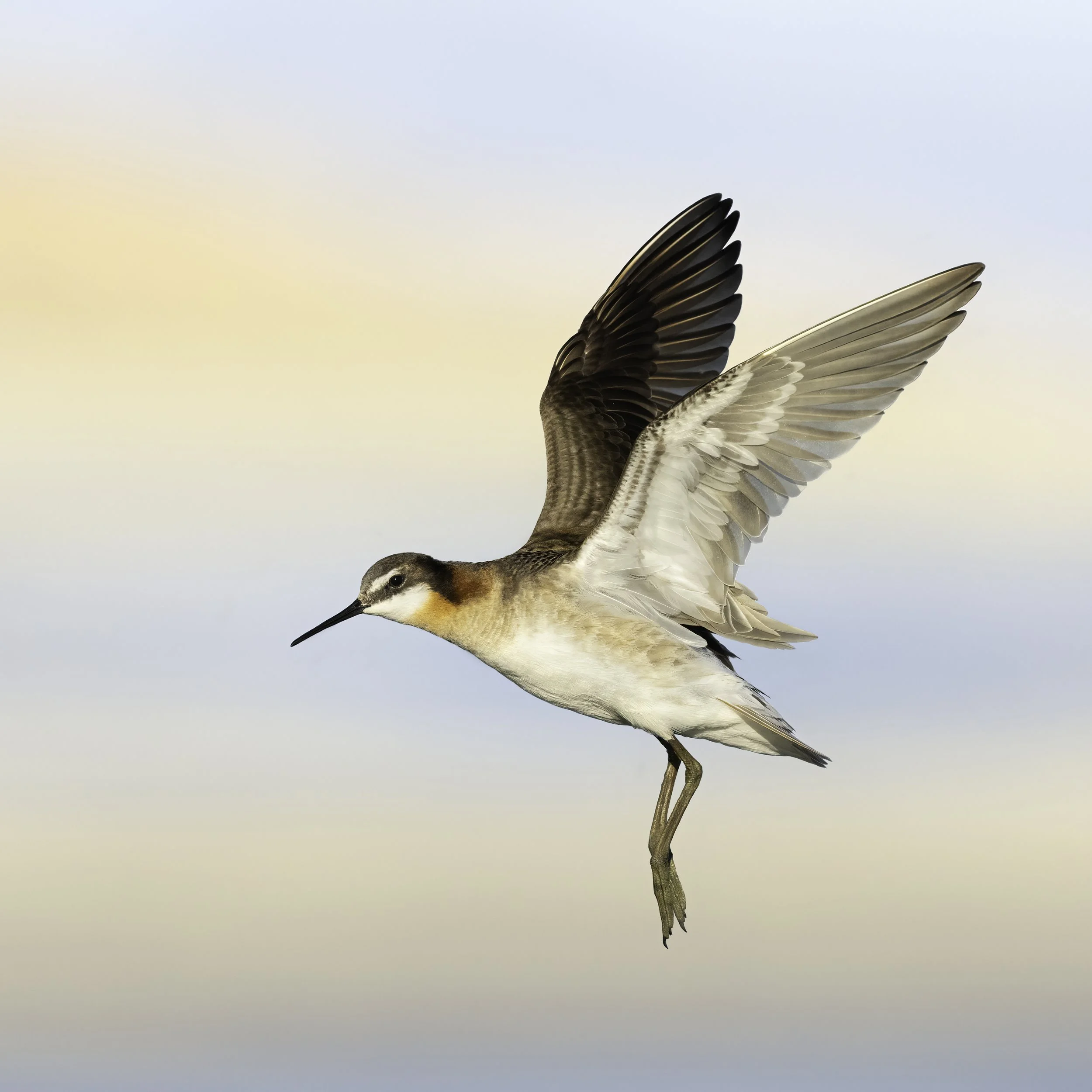 Isaac Grant, bird expert and locally recognized photographer showcases ...