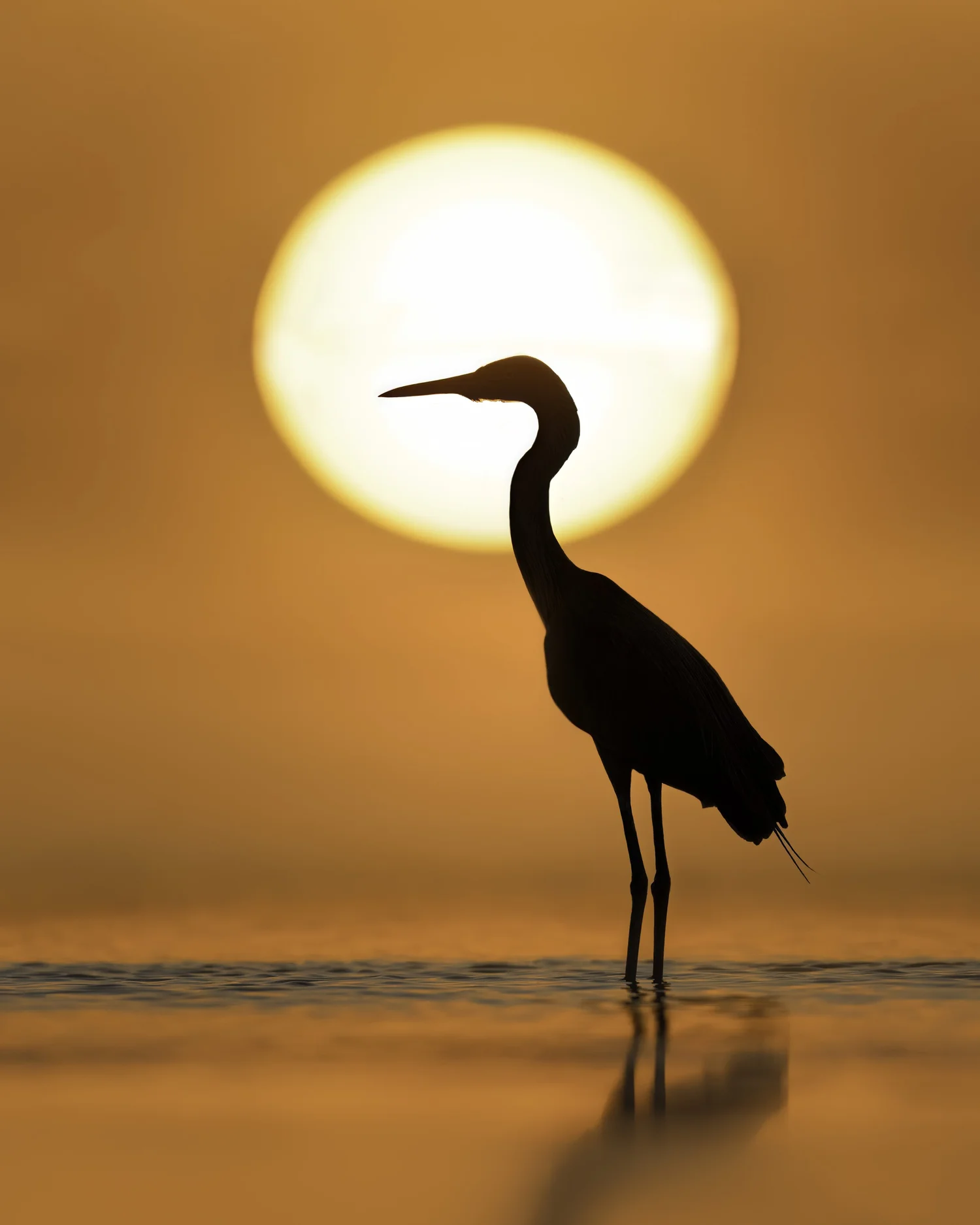 Lifelong birder and expert photography tour leader Isaac Grant offers ...