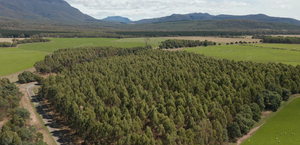 Western Junction Sawmill