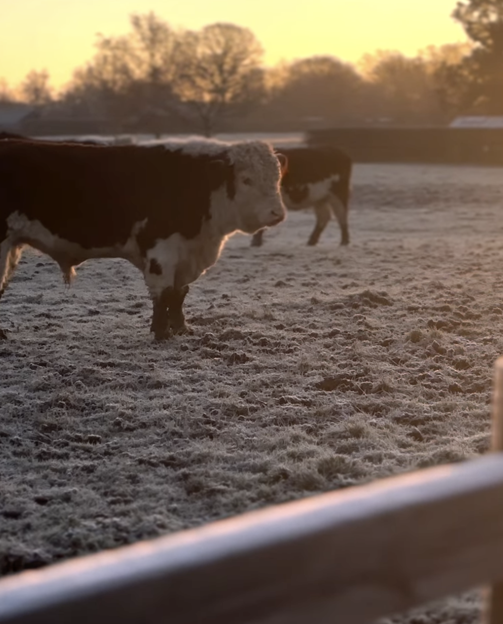 Elsworth — Farm Club