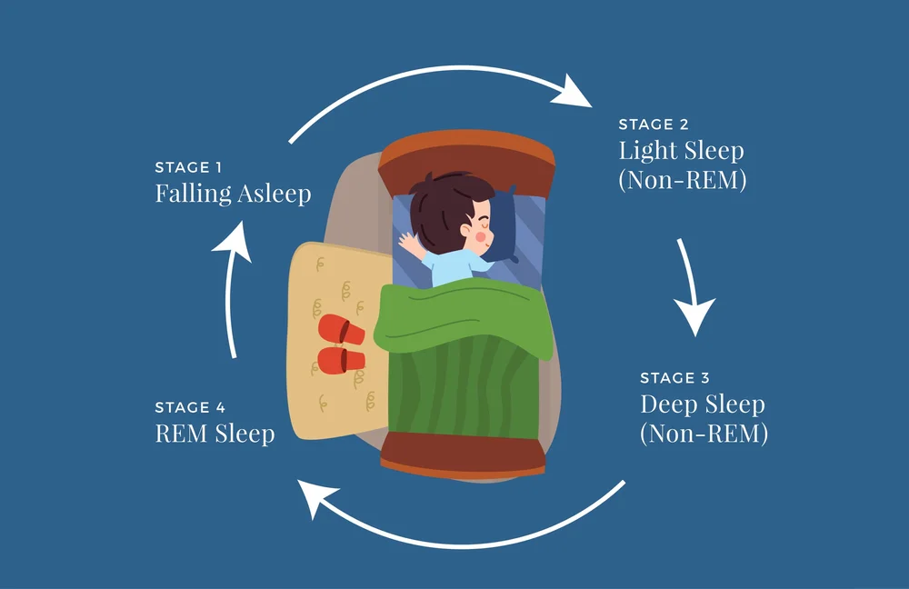 Understanding Sleep Cycles: Why They Matter for Autistic Learners — Ready Set Sleep