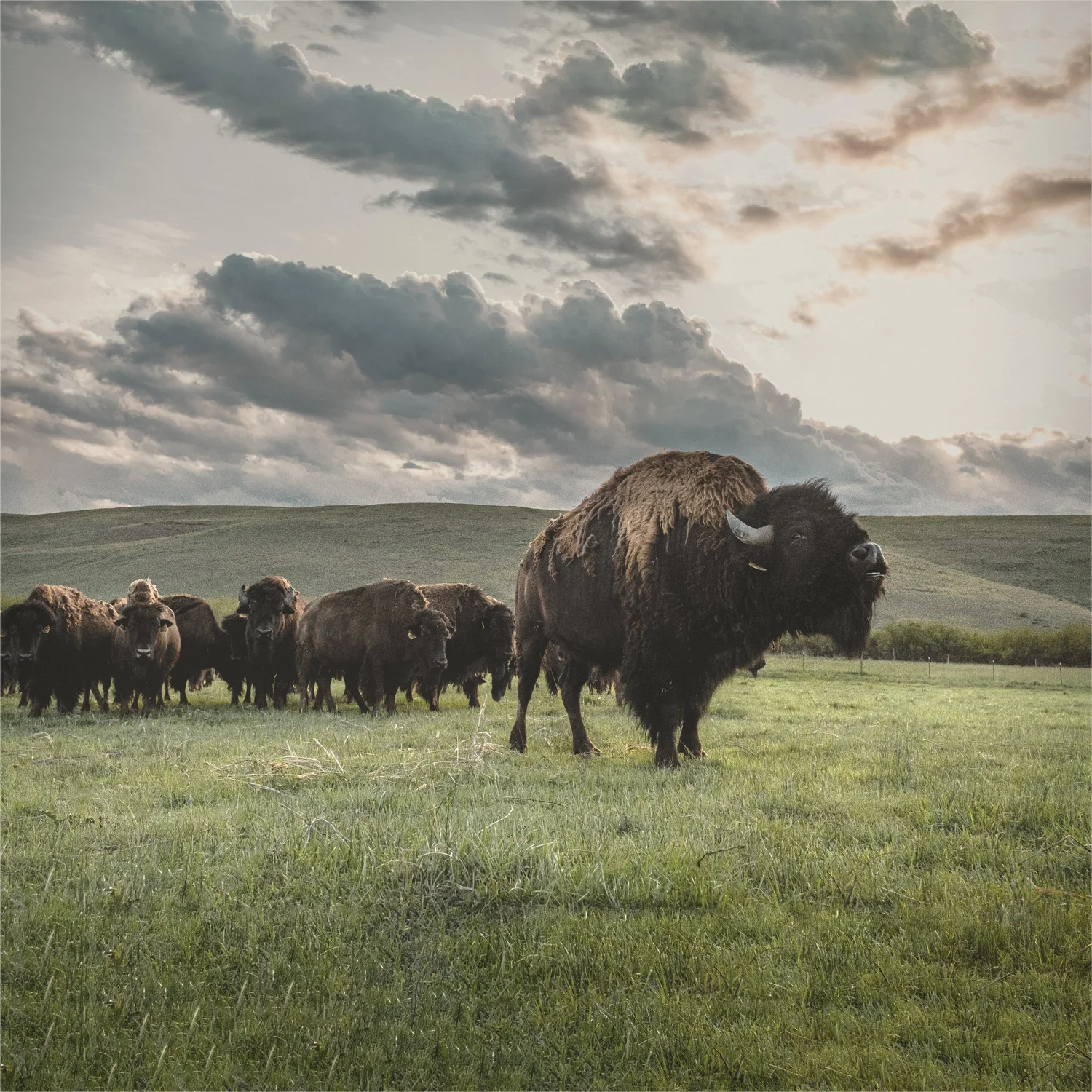 Stangel Bison Ranch