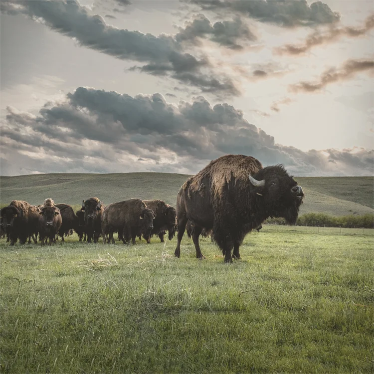 Stangel Bison Ranch