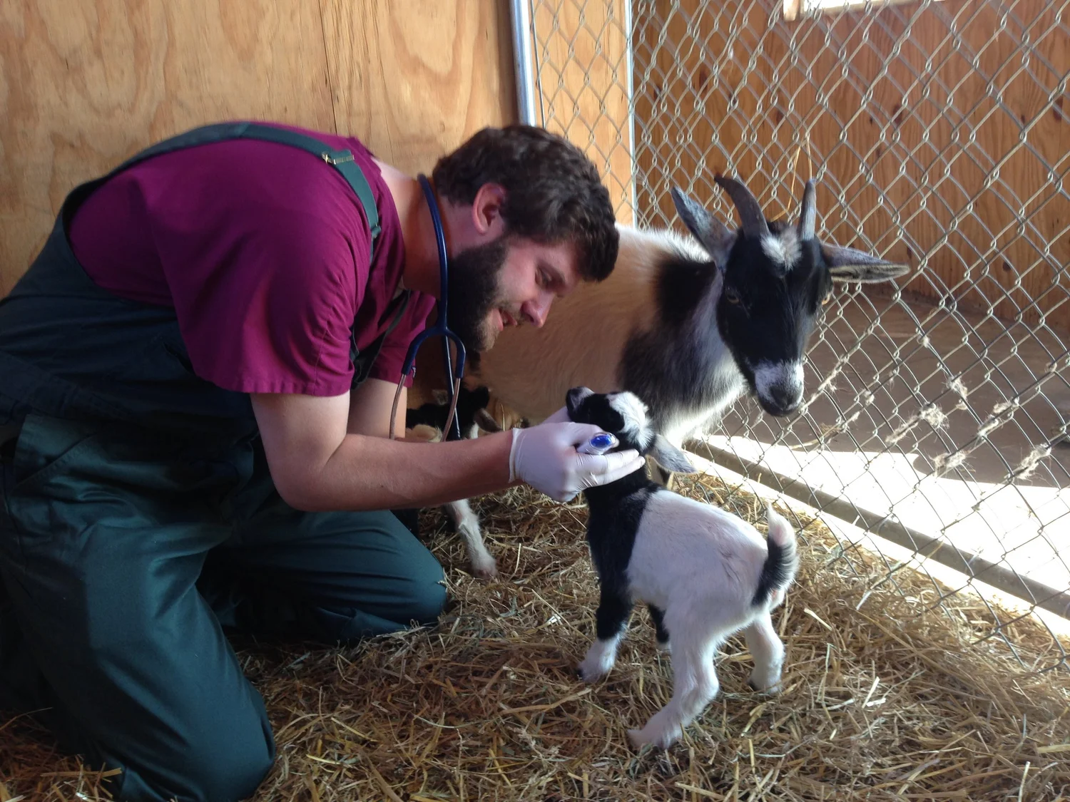 Farm Animal Veterinarian — Four State Veterinary Services