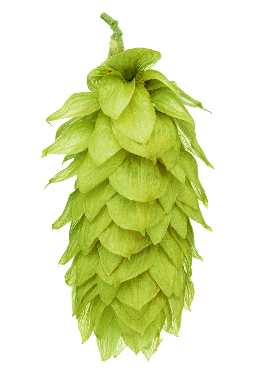 Pacific Sunrise New Zealand hop — Hop Revolution