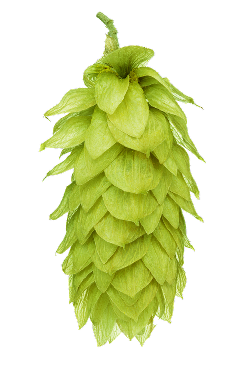 Pacific Sunrise New Zealand hop — Hop Revolution