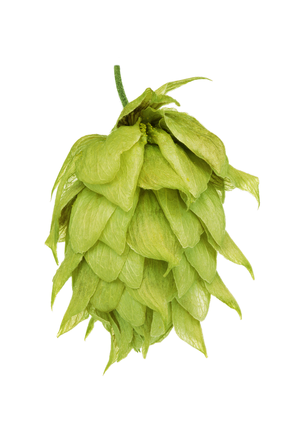 Riwaka New Zealand hop — Hop Revolution