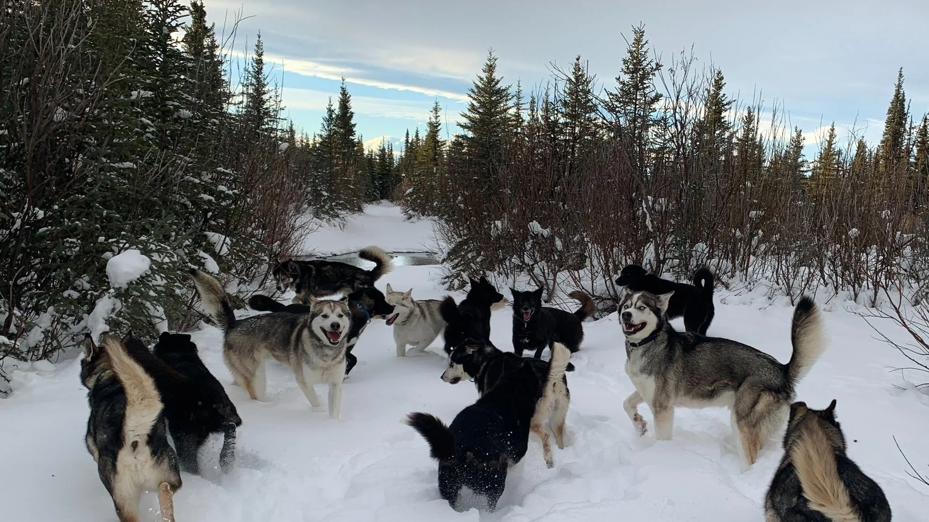 Moon Dog Kennel Dog Sled Tours | Denali Alaska - Home