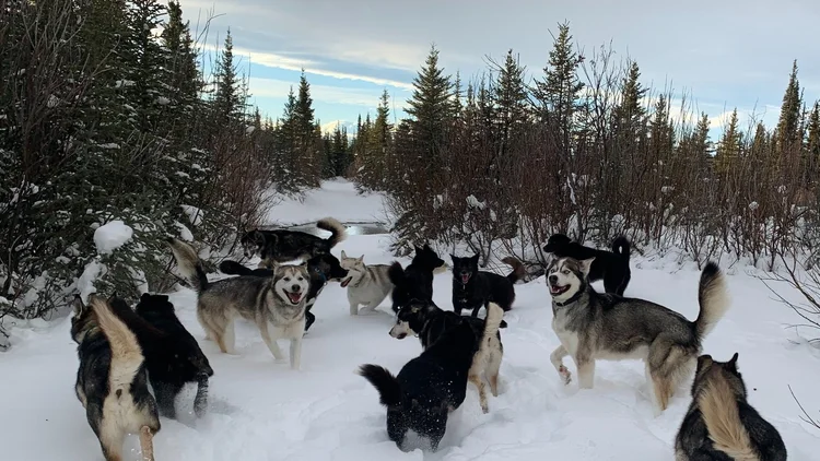 Moon Dog Kennel Dog Sled Tours | Denali Alaska - Home