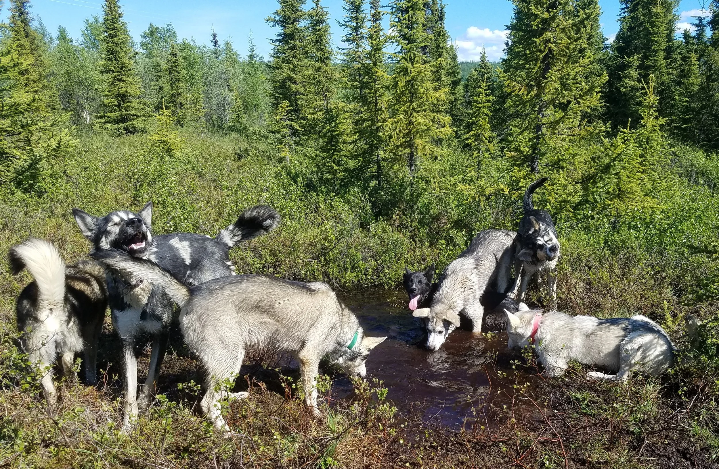 Moon Dog Kennel Sled Dog Tours | Denali, AK - Home