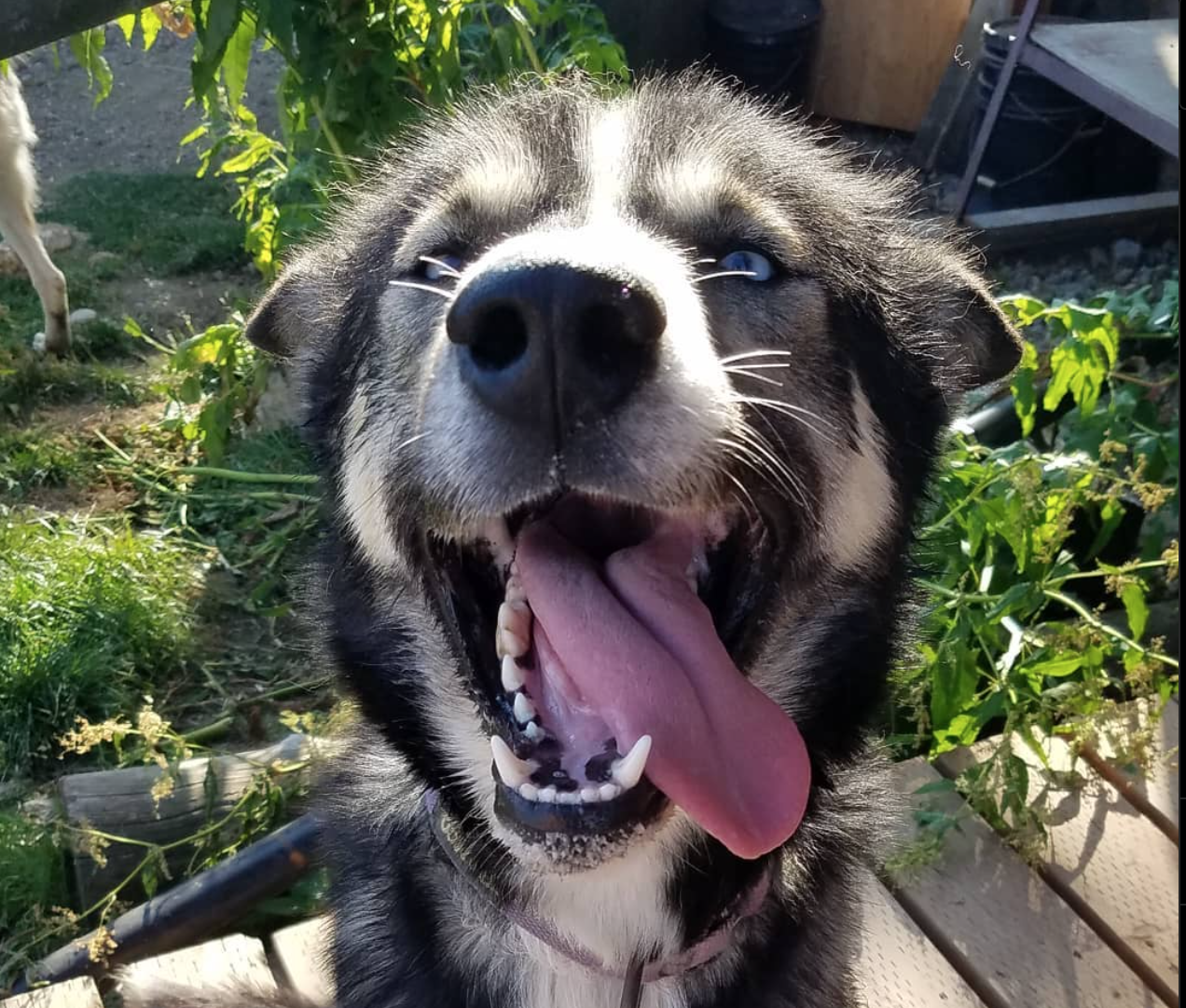 Meet the Dogs — Moon Dog Kennel Dog Sled Tours | Denali Alaska