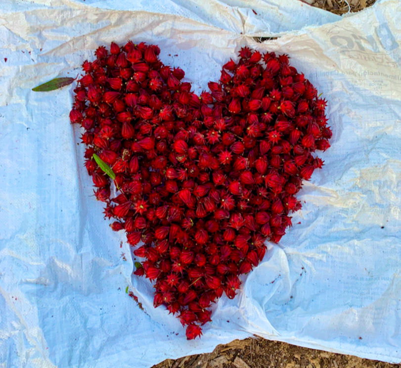 Beginner's Guide to Herbalism — Yoga Selvática